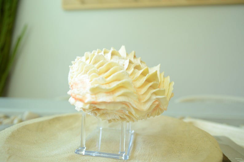 DERASA CLAM SHELLS Open Matching Pair *all Sizes* Natural Colored White ...
