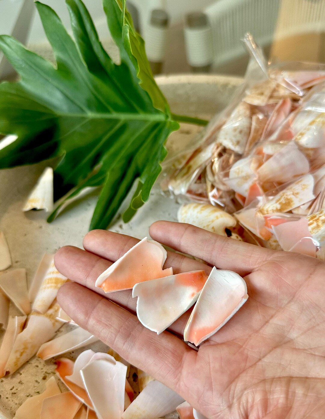 Strombus Petal Cut Peach Light Pink Conch Shells 1-1.5" 100 Pack Craft ...