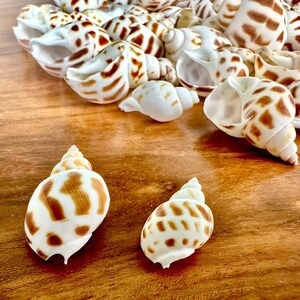 1-1.5 Babylonia Areolata Spotted Seashells YOU PICK QUANTITY Small ...