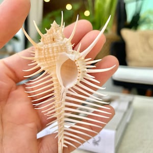 100% Real Large 1-6" You Pick Size Spikey Murex Pectin Venus Comb ...