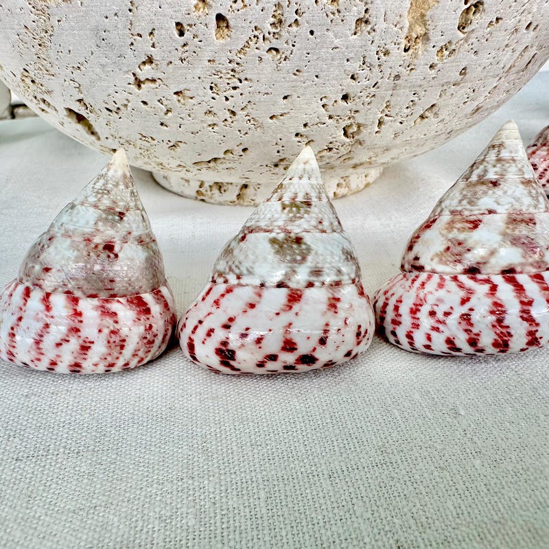Food Display Shell - Etsy