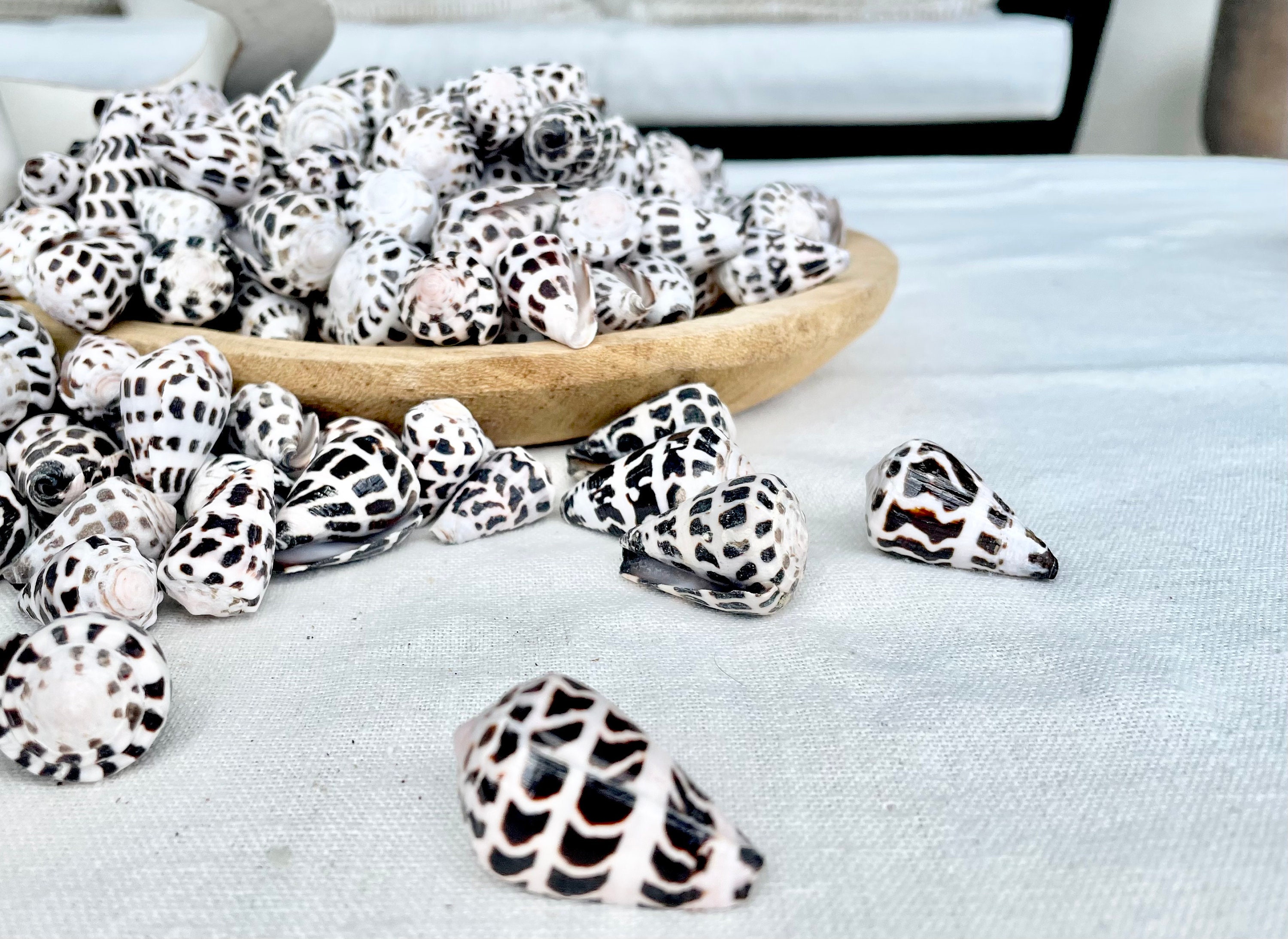 HEBREW CONE Shells *you Choose Quantity* .75-1.25" Natural Black White ...
