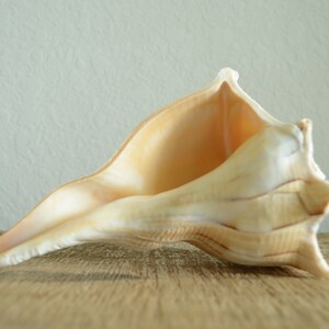 Lightning Whelk Conch Shell 3-13" Seashell -you Choose Size- Sea Shell ...