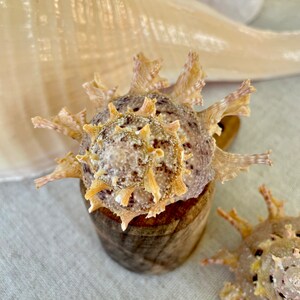 Rare Girgyllus Star Shell Display Seashell 1-3" You Pick Size ...