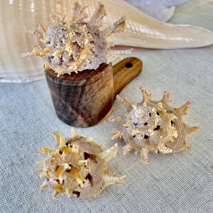 Rare Girgyllus Star Shell Display Seashell 1-3" You Pick Size ...