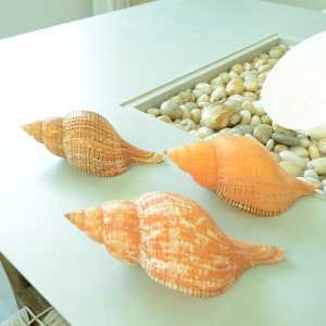 Florida Banded True Tulip Seashell 5-8" YOU PICK SIZE Sea Shell Brown ...