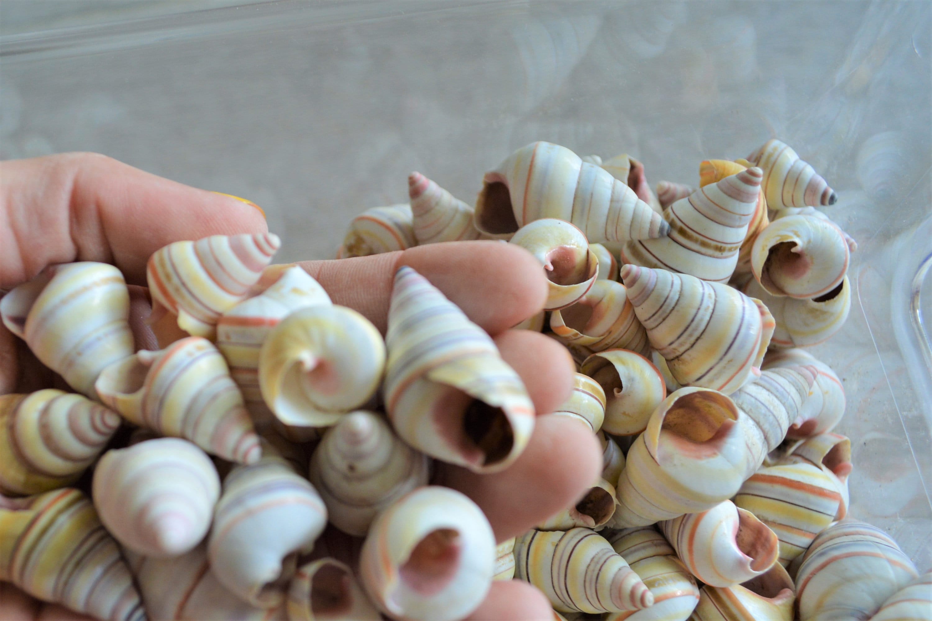 Rare RAINBOW Candy Cane Snail Seashells 3/4-1.5 Tree - Etsy