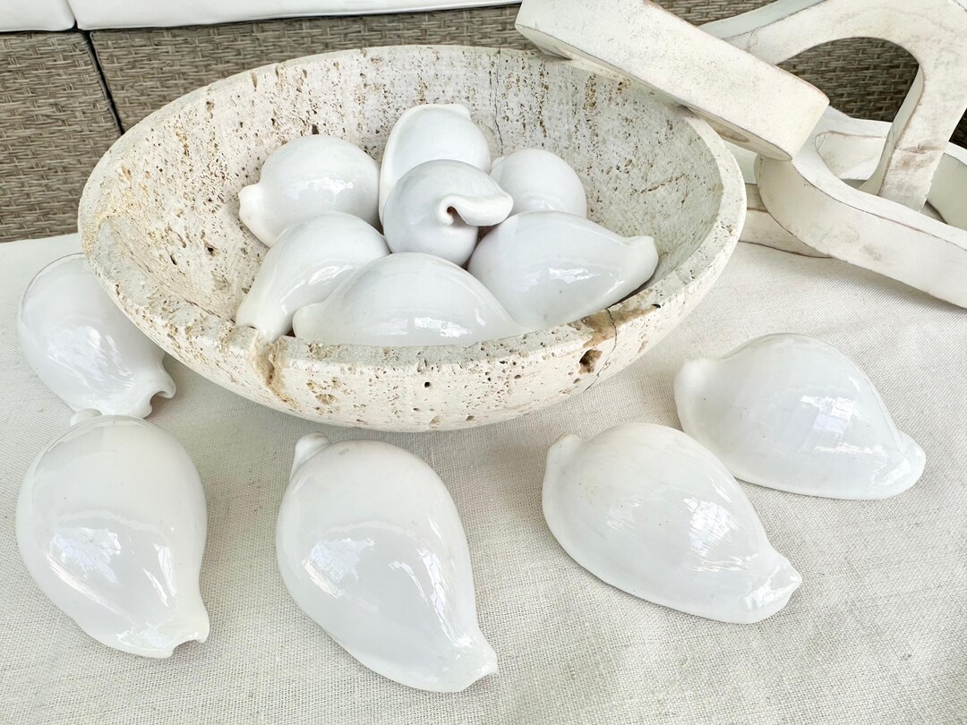 One Big 3-4 Cowrie Shell White Egg Cowry Ovula Display Shell Seashell ...