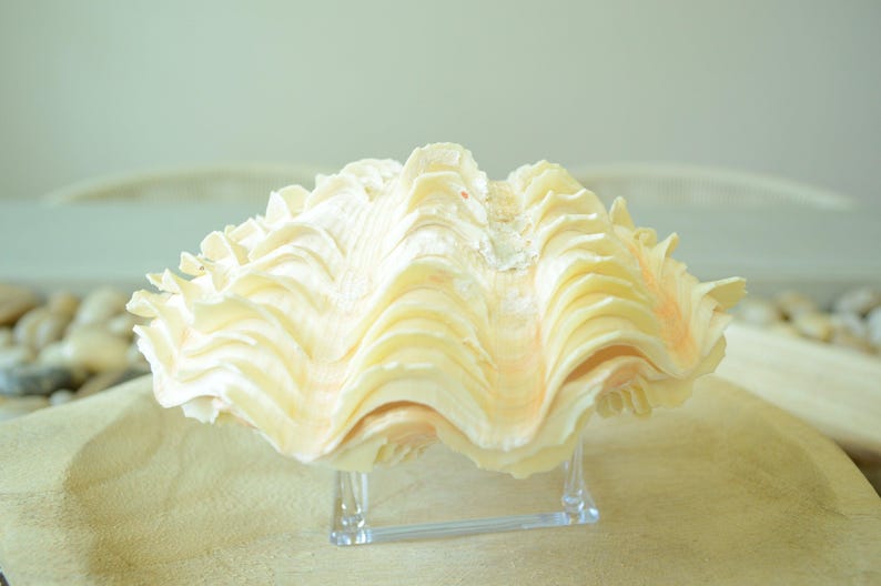 DERASA CLAM SHELLS Open Matching Pair *all Sizes* Natural Colored White ...