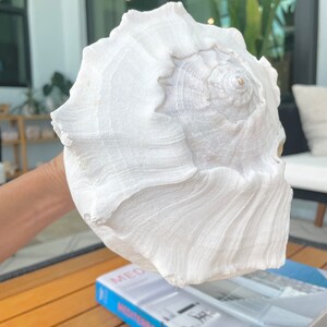 HUGE Vintage White Lightning Whelk Conch Seashell X-large 10-12" Shell ...