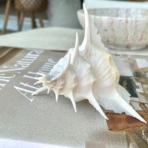 Alabaster Murex Shell 5-6" Natural Specimen Display Coastal Décor White ...