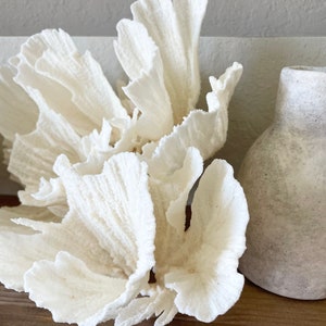 Genuine Sea POCA CORAL All Sizes 100% Real Ocean Reef Aquarium Coastal ...