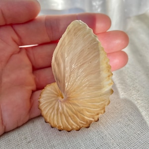 BROWN PAPER NAUTILUS Shell 2.5-3" Large Display Seashell Beach Nautical ...