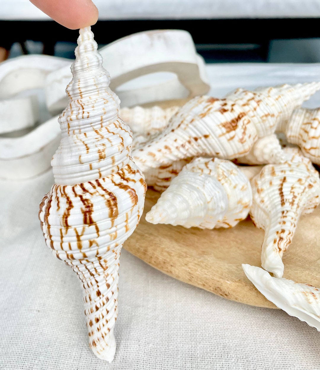 Spindle Conch Shells, Set of 3 *all Sizes* Brown White Coastal Home ...