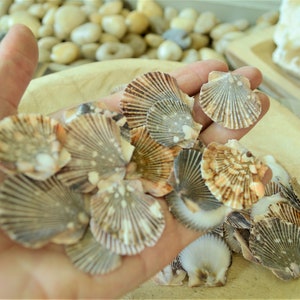Baby Flat Seashells 1-2" YOU PICK QUANTITY Speckled Scallops Craft ...