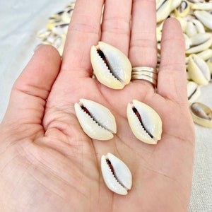 Bulk 100pc Sliced Cut Money Cowry Cowries Jewelry Shell Crafts Coastal ...
