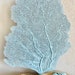 8-18 Light Blue REAL Sea Fans Starfish & Urchins Ocean Reef Natural ...