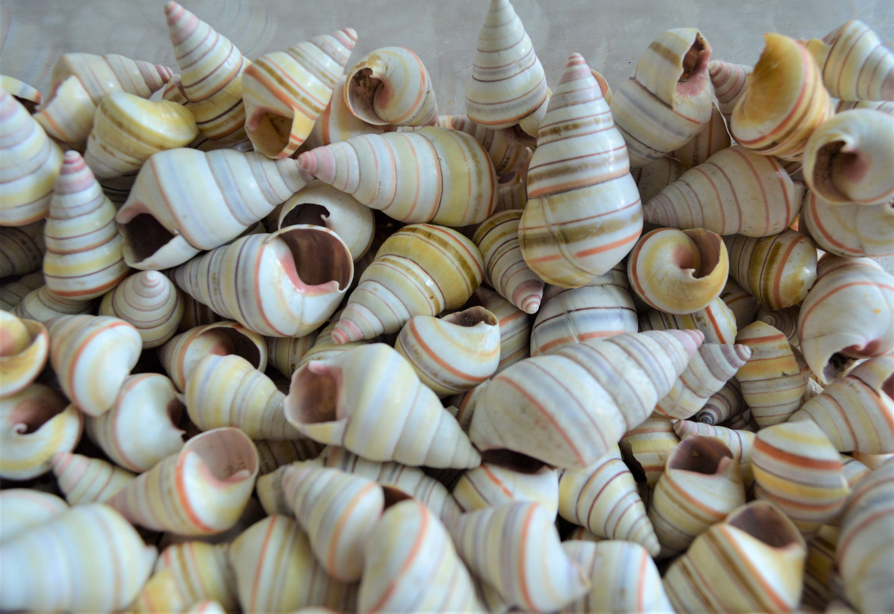 Rare RAINBOW Candy Cane Snail Seashells 3/4-1.5 Tree - Etsy