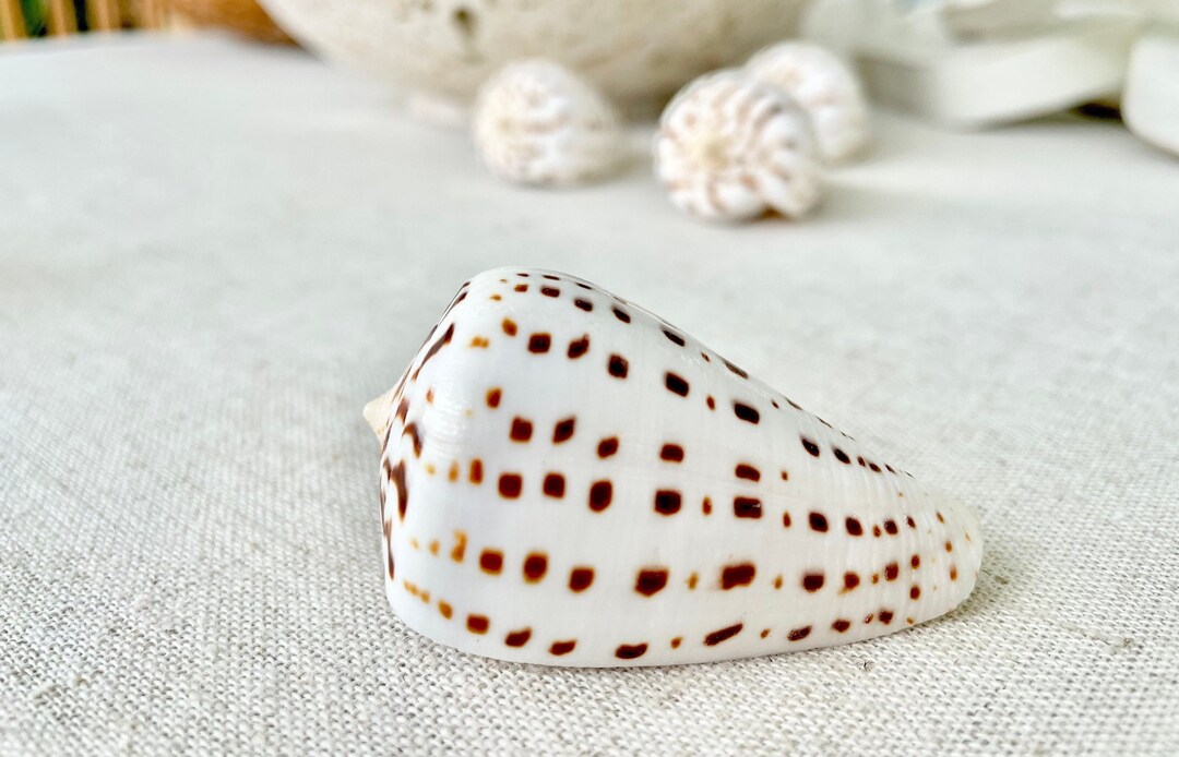 Betuline Cone Seashell: White Shell With Brown Spots, Nautical Decor (2 ...