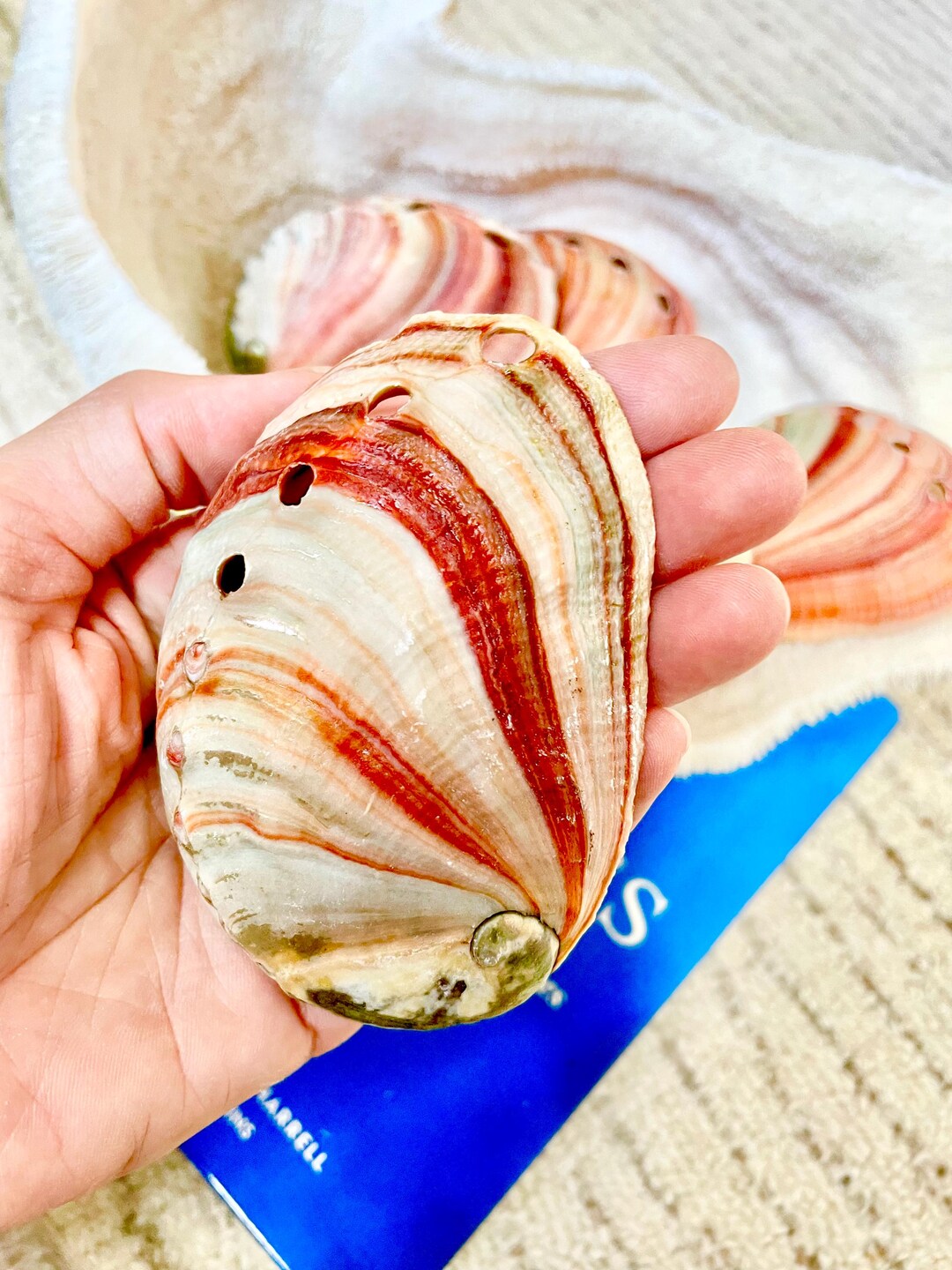 Red Striped Abalone Raw Shells, 3.5-6" *you Choose Size* Natural ...