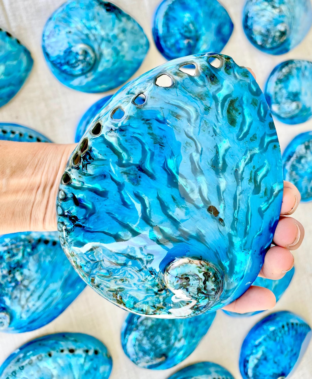 XL 5.5-6" High Gloss Polished Blue Abalone Seashell Midas Iridescent ...
