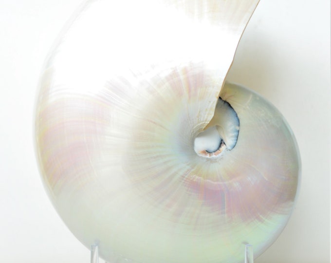 PEARLED NAUTILUS SHELLS *you Choose Size* Natural Display Shell Opal ...