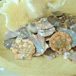 Baby Flat Seashells 1-2" YOU PICK QUANTITY Speckled Scallops Craft ...