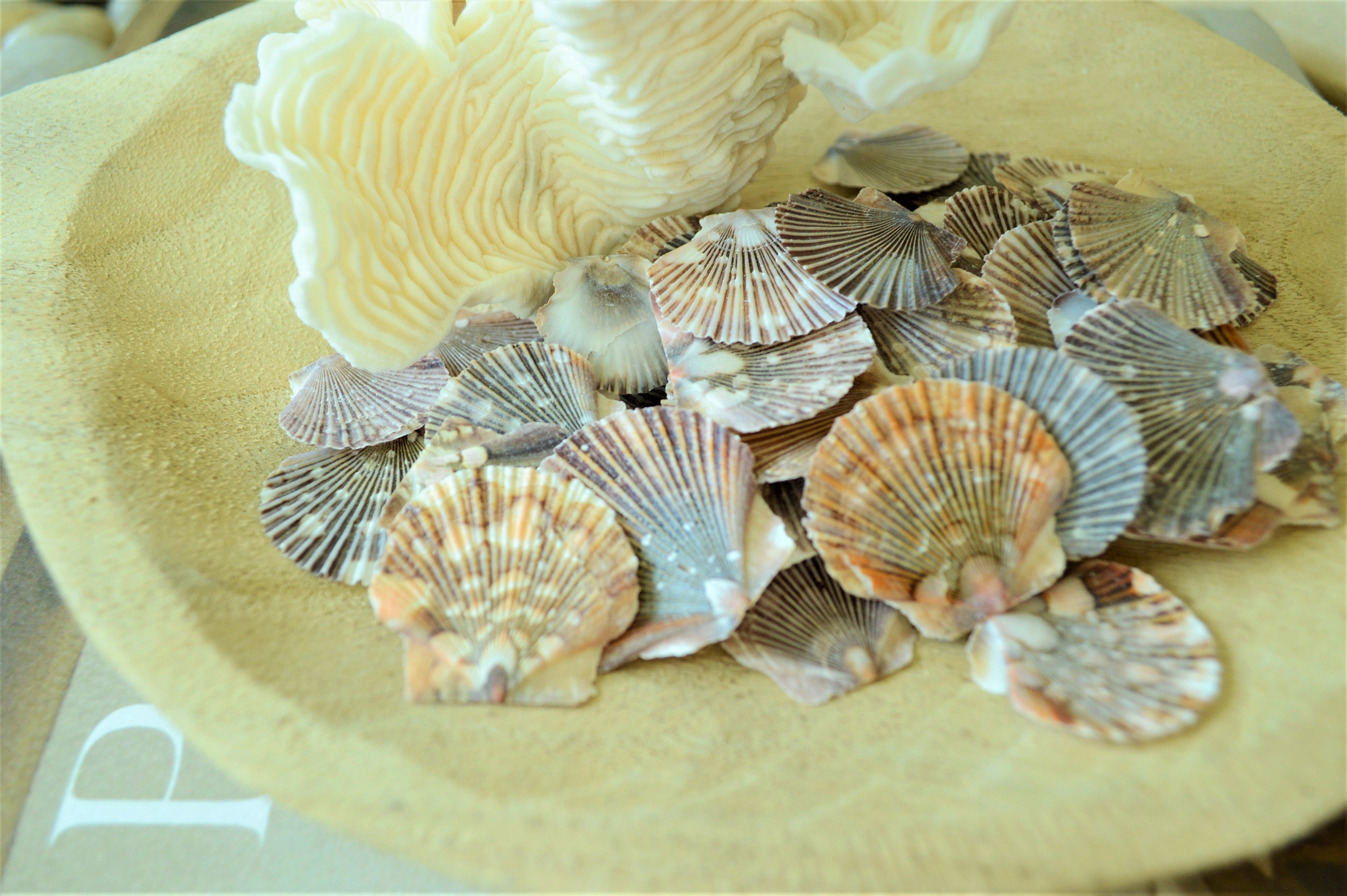 BABY FLAT SCALLOP Shells *bulk 2.2 Lbs. Hundreds* Natural Colorful 1-2 ...
