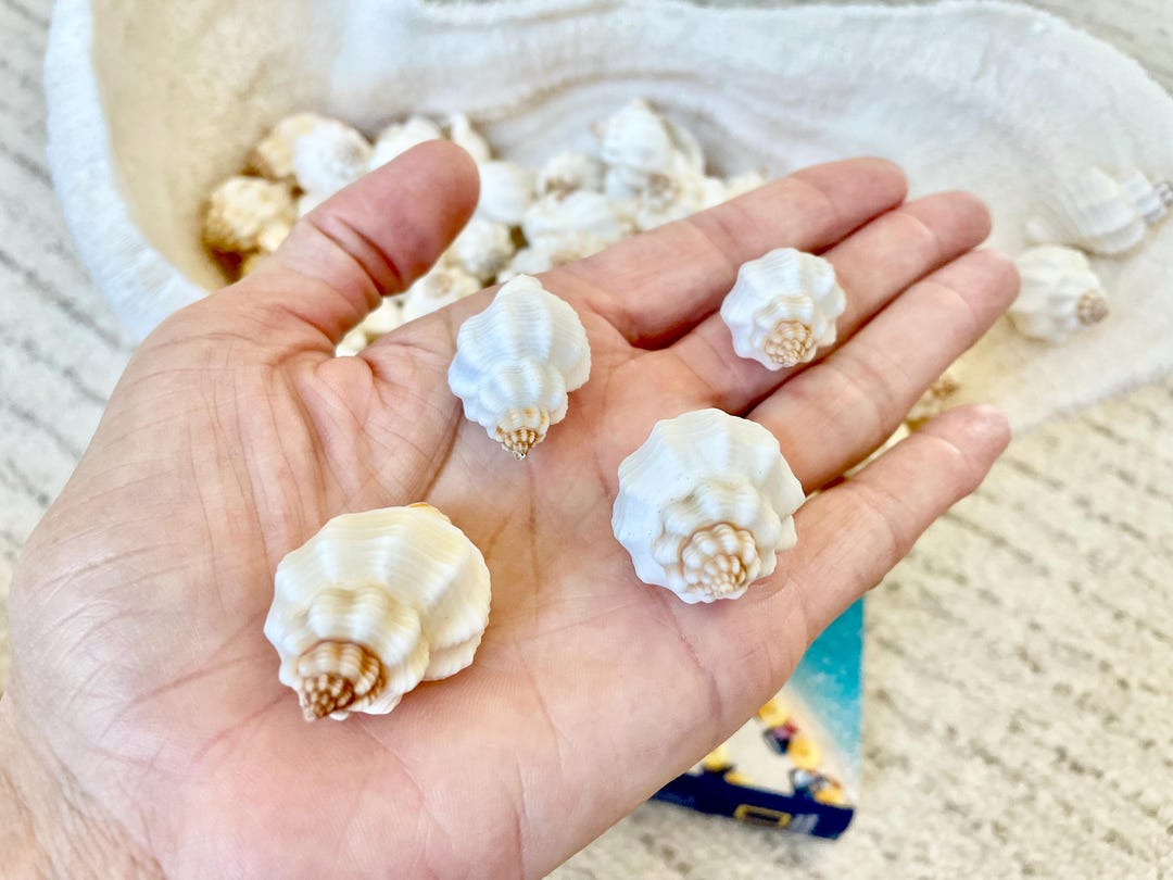 NUTMEG SNAIL SHELLS 1-1.5" *you Choose Quantity* White Small Seashells ...
