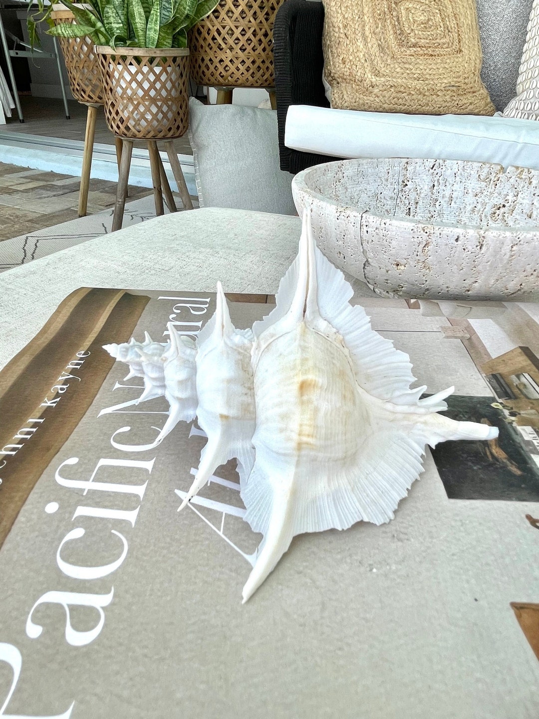 Alabaster Murex Shell 5-6" Natural Specimen Display Coastal Décor White ...