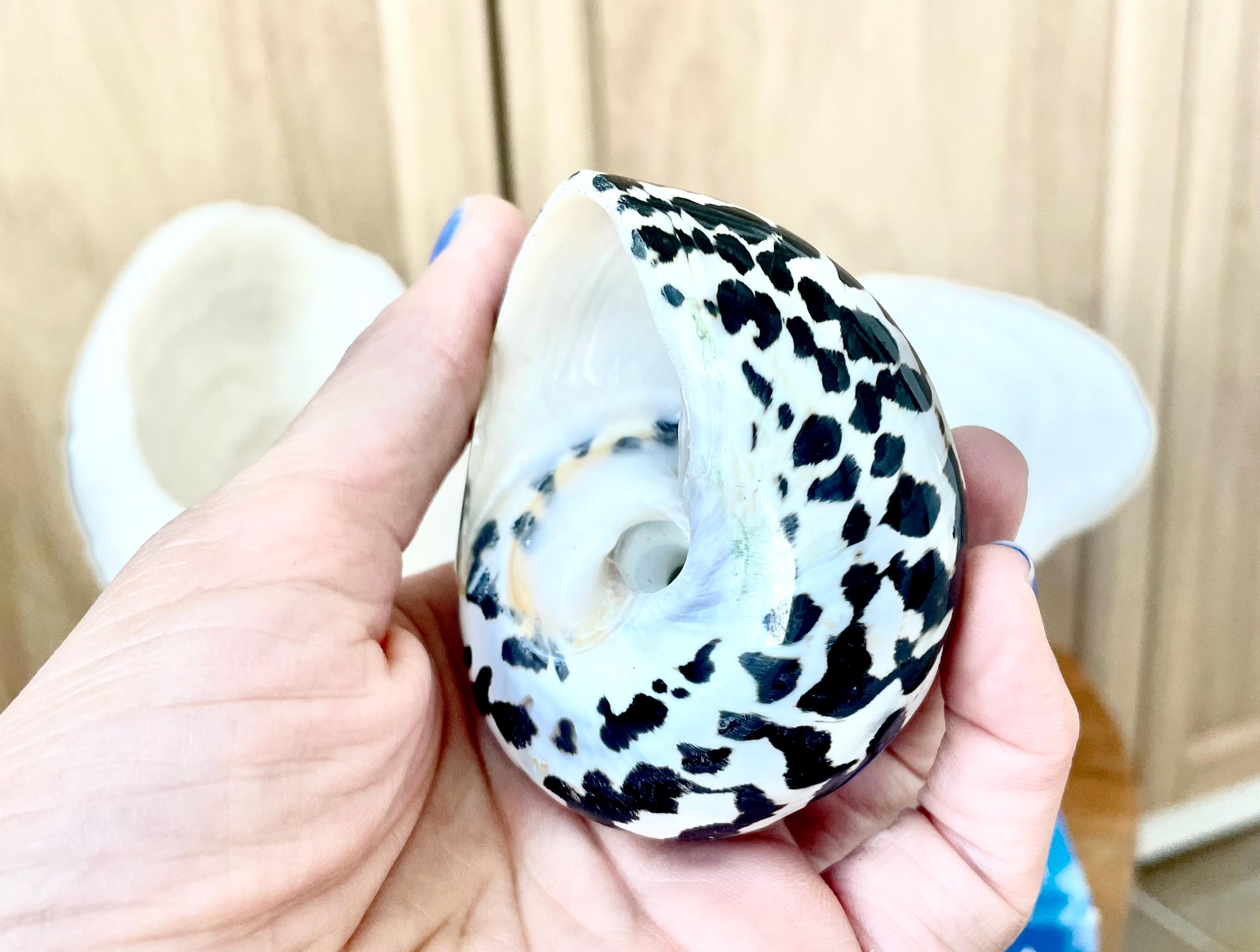 MAGPIE TURBO SHELLS *you Choose Size* Naturally Polished Black White ...