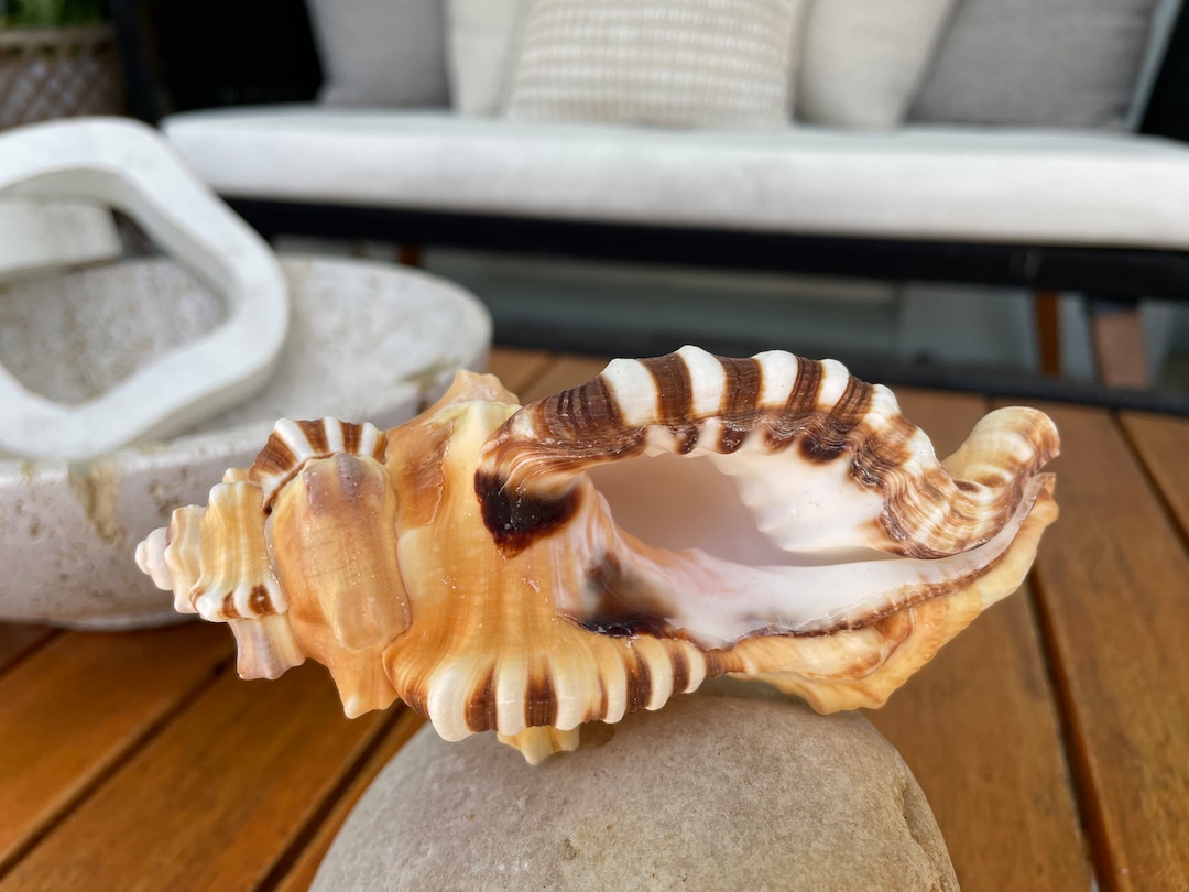 Perry's Triton Sea Shell-you Pick Size-cymatium Conch Chocolate White ...