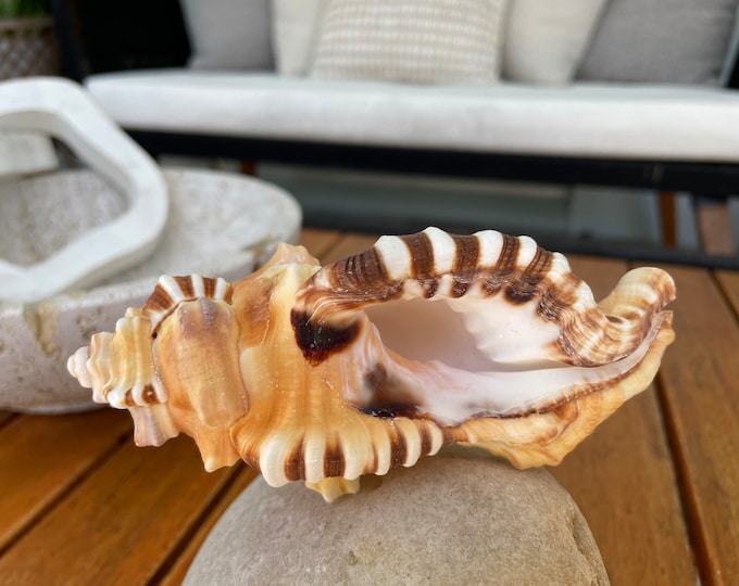 Perry's Triton Sea Shell-you Pick Size-cymatium Conch Chocolate White ...
