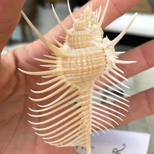 100% Real Large 1-6" You Pick Size Spikey Murex Pectin Venus Comb ...