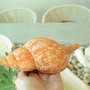 Florida Banded True Tulip Seashell 5-8" YOU PICK SIZE Sea Shell Brown ...