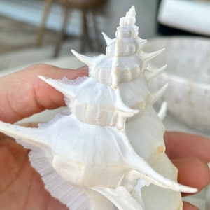 Alabaster Murex Shell 5-6" Natural Specimen Display Coastal Décor White ...