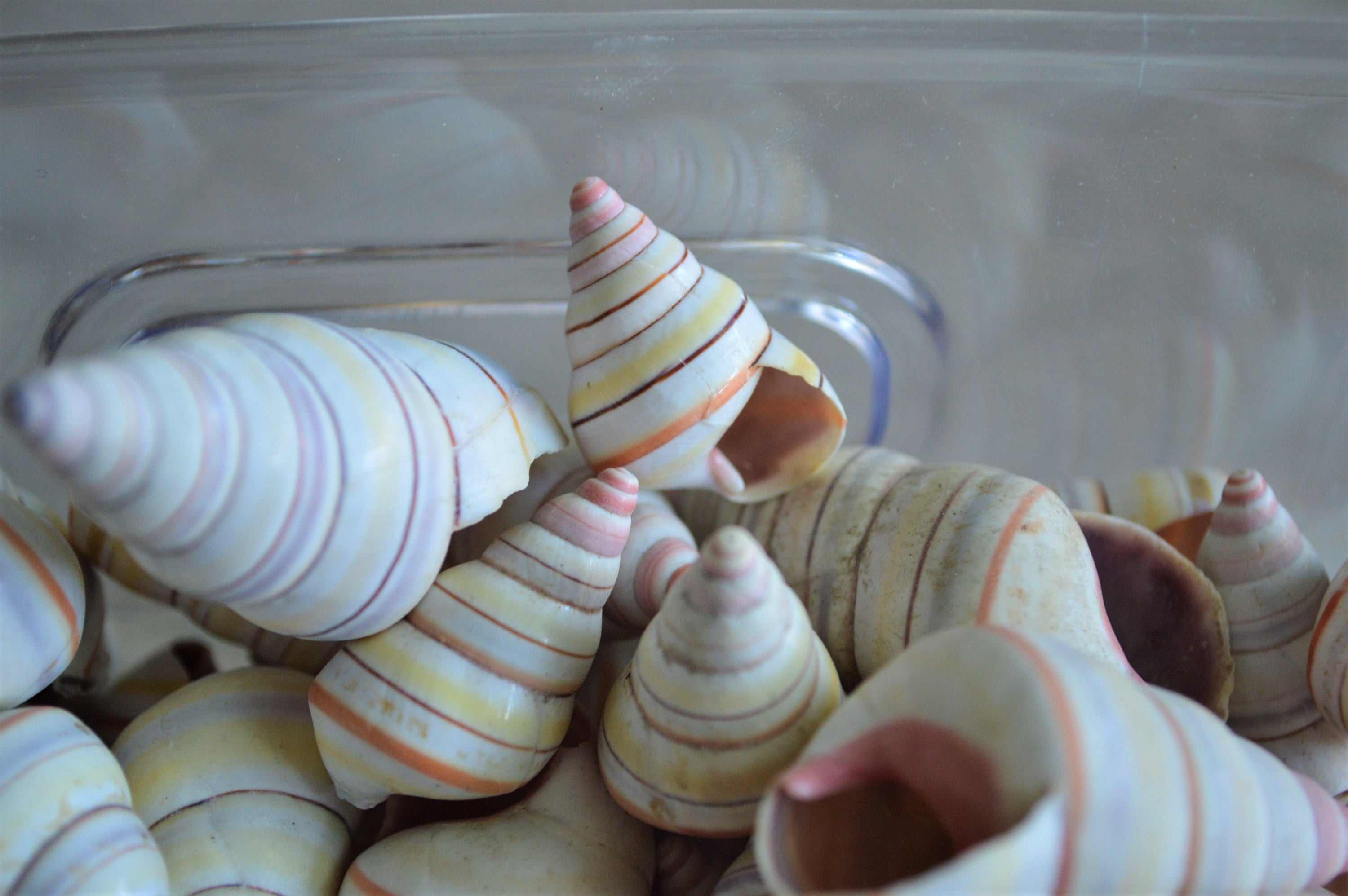 Rare RAINBOW Candy Cane Snail Seashells 3/4-1.5 Tree - Etsy