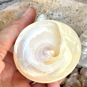 100% Authentic Seashell Shiny Polished Pearlized Pyramid Trochus Top ...