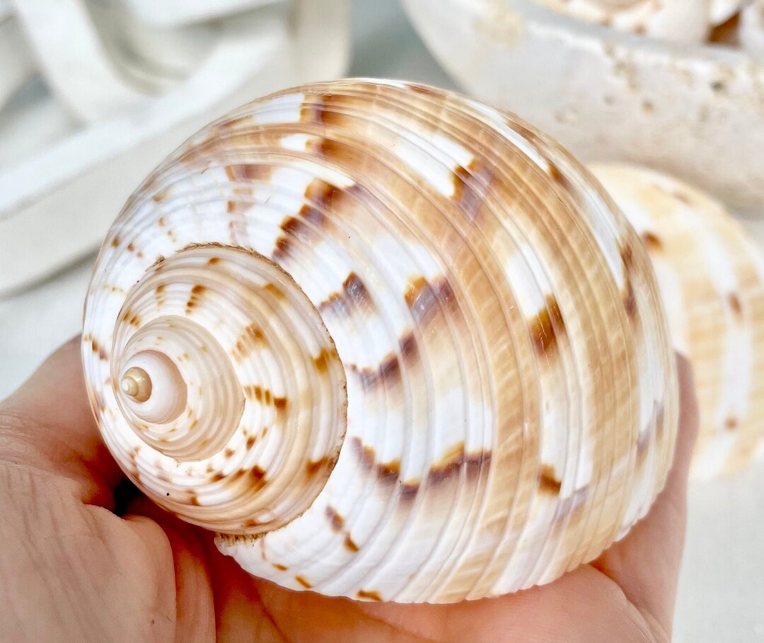Unique Tonna Chinensis Seashell 3.5-4 White Golden Brown Beach Wedding ...