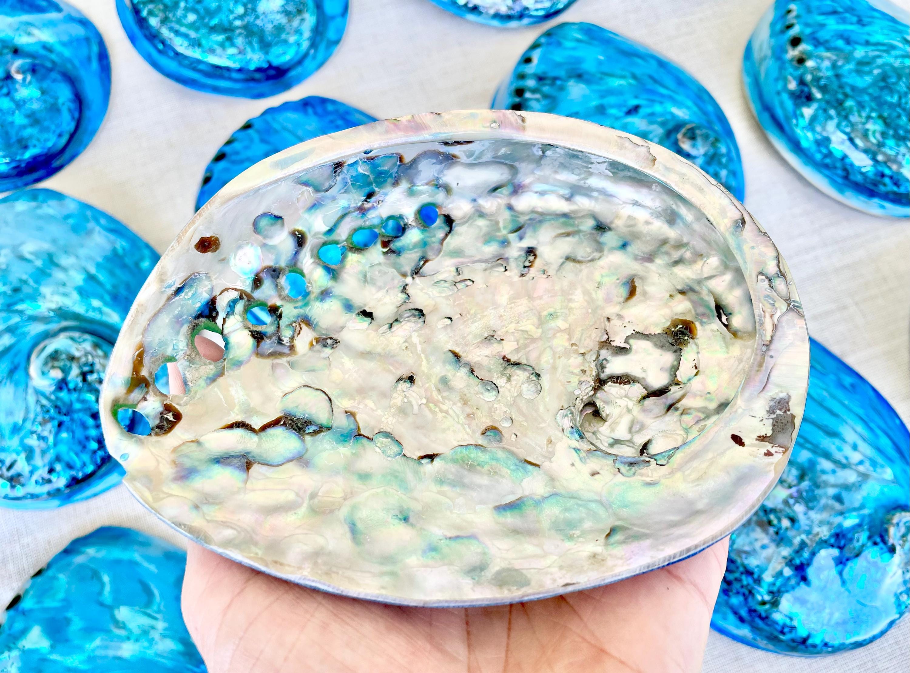 Blue Abalone Shell (5-6") High Gloss Polished Seashell Collectors ...