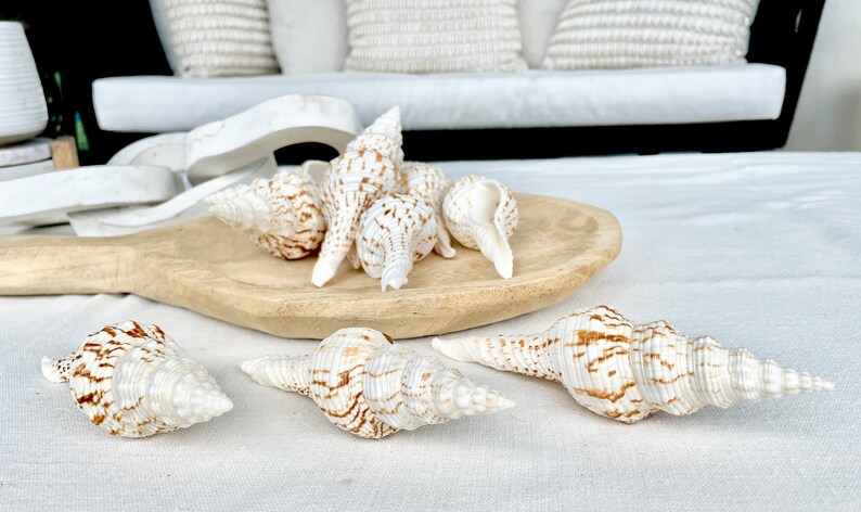 Spindle Conch Shells, Set of 3 *all Sizes* Brown White Coastal Home ...