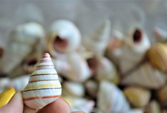 Rare RAINBOW Candy Cane Snail Seashells 3/4-1.5 Tree - Etsy
