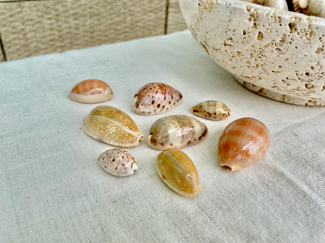 All Types COWRIE Cowry Shells Polished Shiny Spotted Lines 3/4" to 2 ...