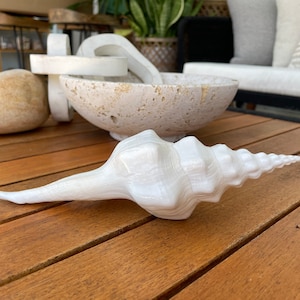 You Pick Length! 6-8" Wavy Spindle Seashell White Fusinus Cyrtulus ...