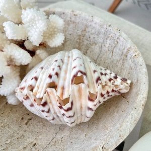 BEAR CLAW CLAM Shells 4-5" Paired Seashell Open Natural White Display ...