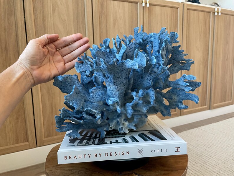 Blue Ridge Coral 12.5" X 10.25" X 10" Fossil Specimen Coastal Display ...