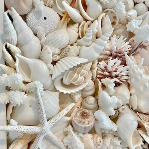 Handmade Seashell Collage Wall Art: Natural Coastal Home Decor White - Etsy