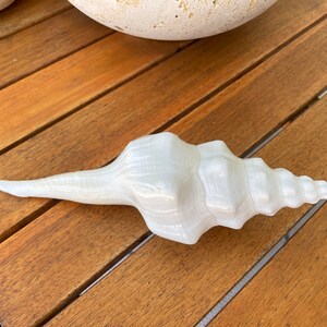 You Pick Length! 6-8" Wavy Spindle Seashell White Fusinus Cyrtulus ...