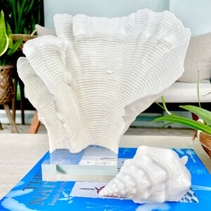 Lucite Mounted RUGOSA CUP CORAL Genuine 100% Natural Sea Ocean Reef ...