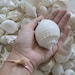 Mixed White Seashells Beach Wedding Decor Sea Shells Assorted Display ...